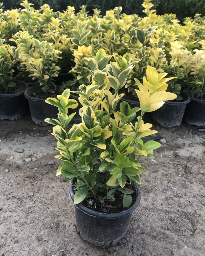 Öz Ankara – Peyzaj Fidancılık